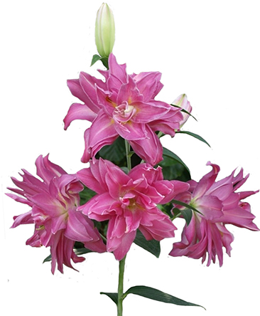 Lily Oriental Double | Expoflora