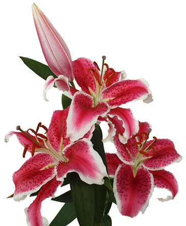 Lily Oriental / OT Pink | Expoflora