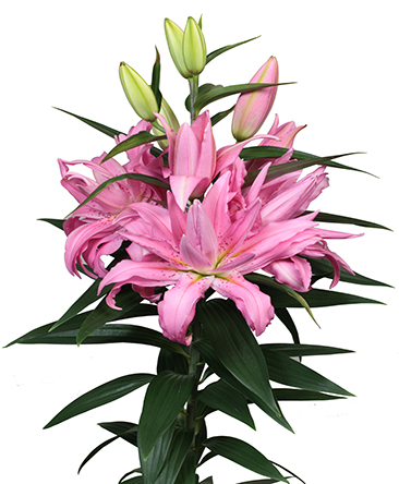 Lily Oriental Double | Expoflora